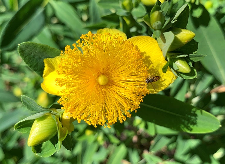 Plant Names Tell Their Stories: Hypericum spp. (St. John’s wort ...