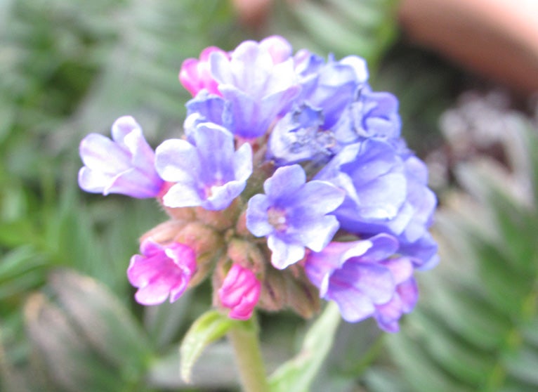 Plant Names Tell Their Stories: Pulmonaria spp. (lungwort) | Morris ...
