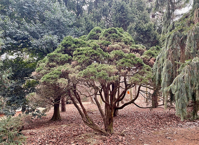 Forest Plants Names