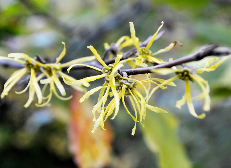 What's in Bloom: November | Morris Arboretum & Gardens