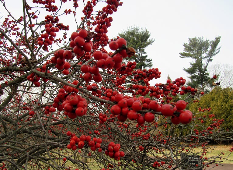 What's in Bloom: October | Morris Arboretum & Gardens