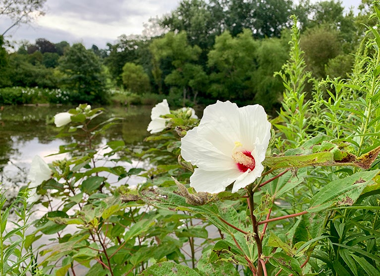 What's in Bloom: September | Morris Arboretum & Gardens