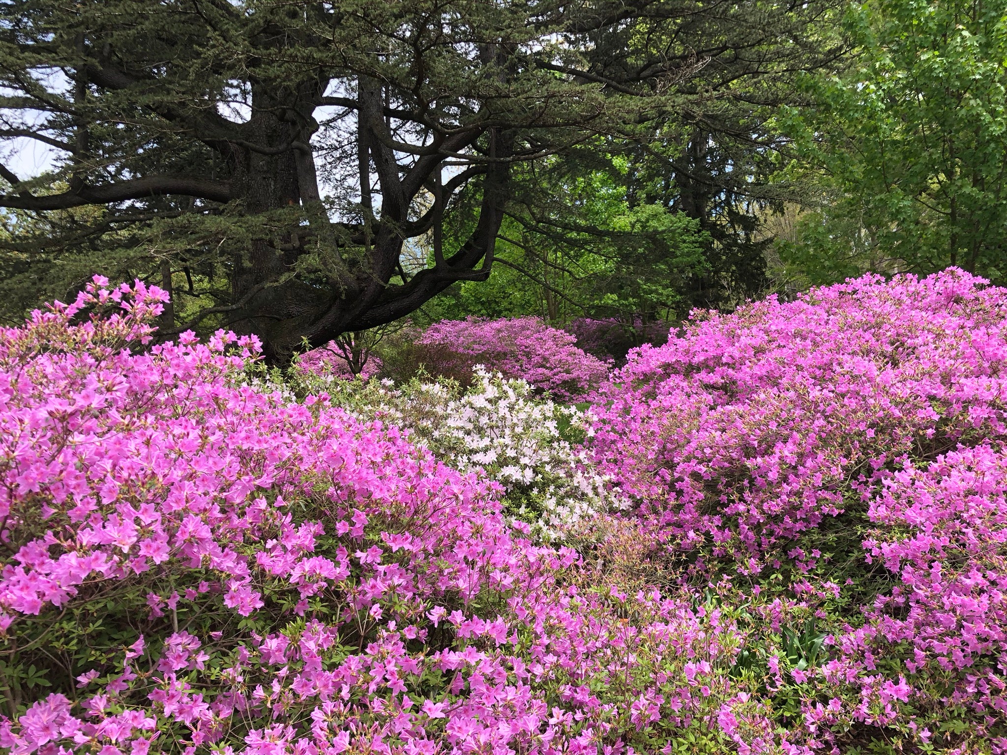 What's in Bloom: May | Morris Arboretum & Gardens