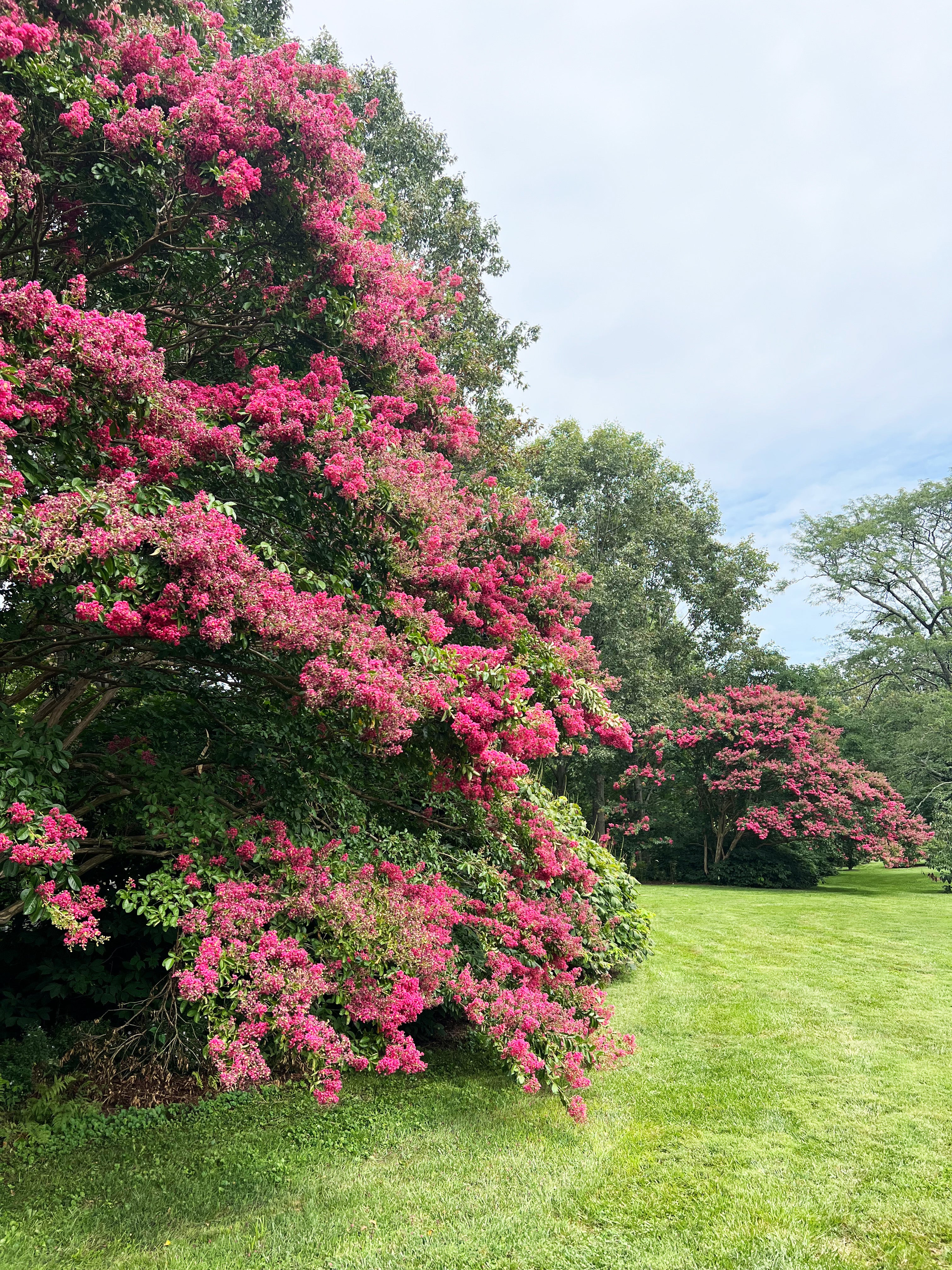 What's in Bloom: July | Morris Arboretum & Gardens
