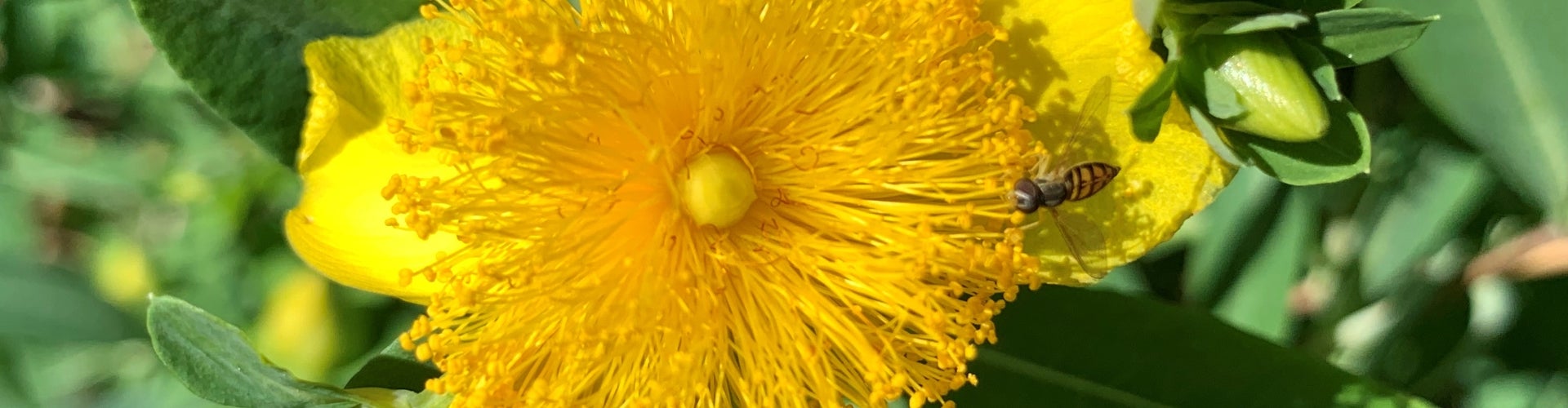 Plant Names Tell Their Stories: Hypericum spp. (St. John’s wort ...