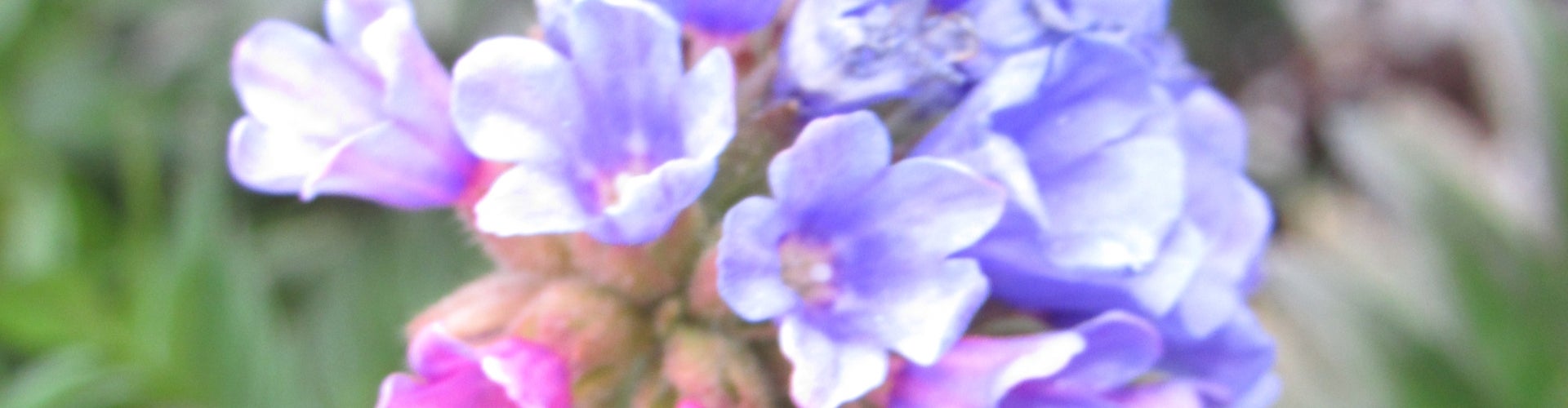 Plant Names Tell Their Stories: Pulmonaria spp. (lungwort) | Morris ...