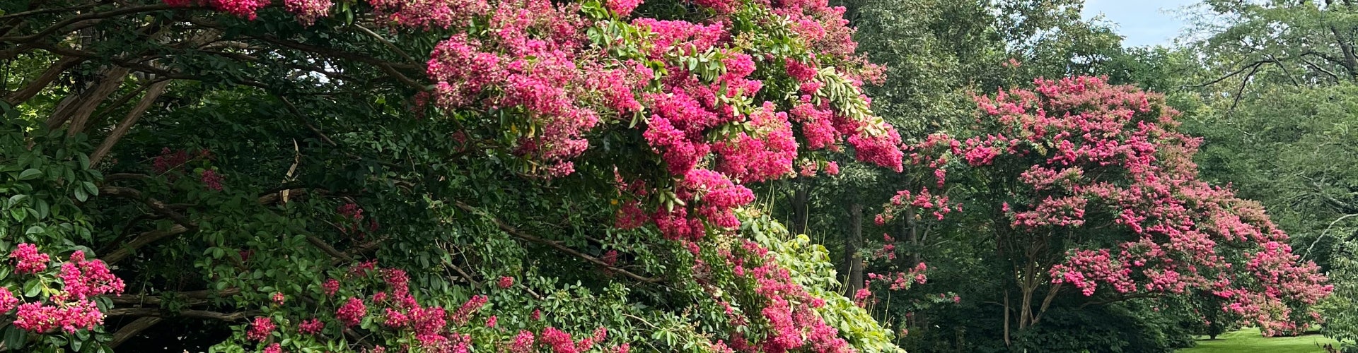 What's in Bloom: July | Morris Arboretum & Gardens