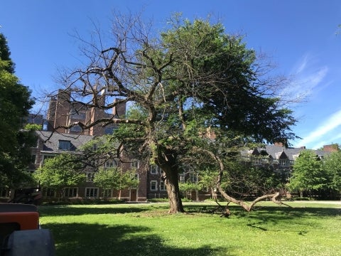 Celebrating Penn’s Iconic ‘Quad’ Elm | Morris Arboretum