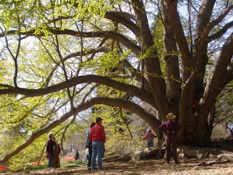 Great Trees | Morris Arboretum