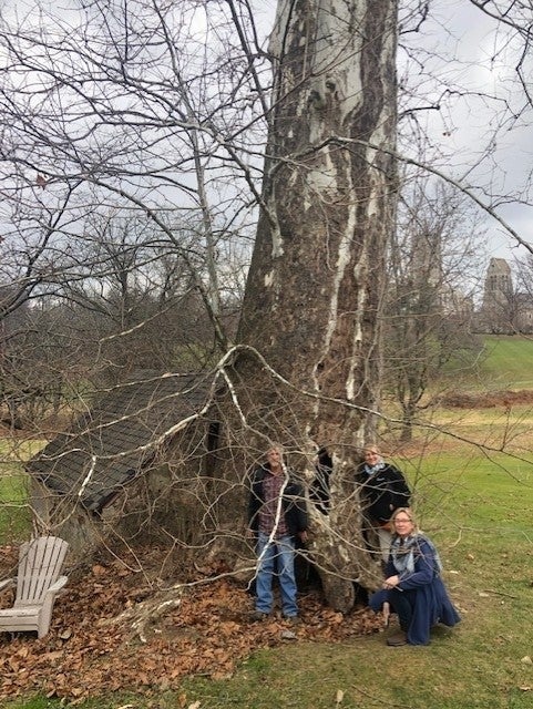 Farewell to the Beloved Cathedral Sycamore | Morris Arboretum & Gardens